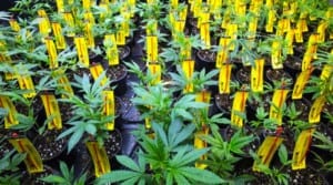 Metrc Massachusetts | Latest Information For 2023 & Resources